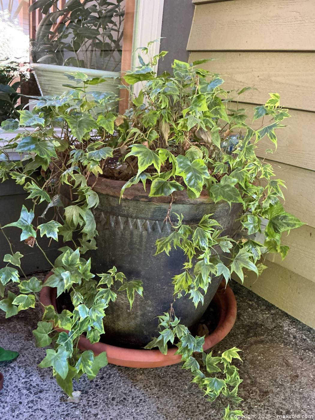 Two large planter pots | Port Townsend (Washington, USA) PARTNER ...