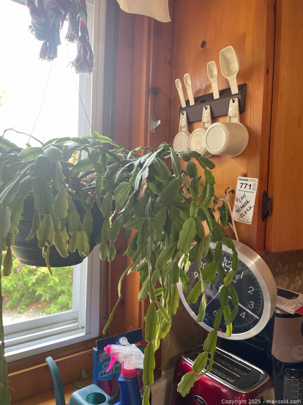 Live Plant and More A | Kingston (Ontario, Canada) Moving Online ...