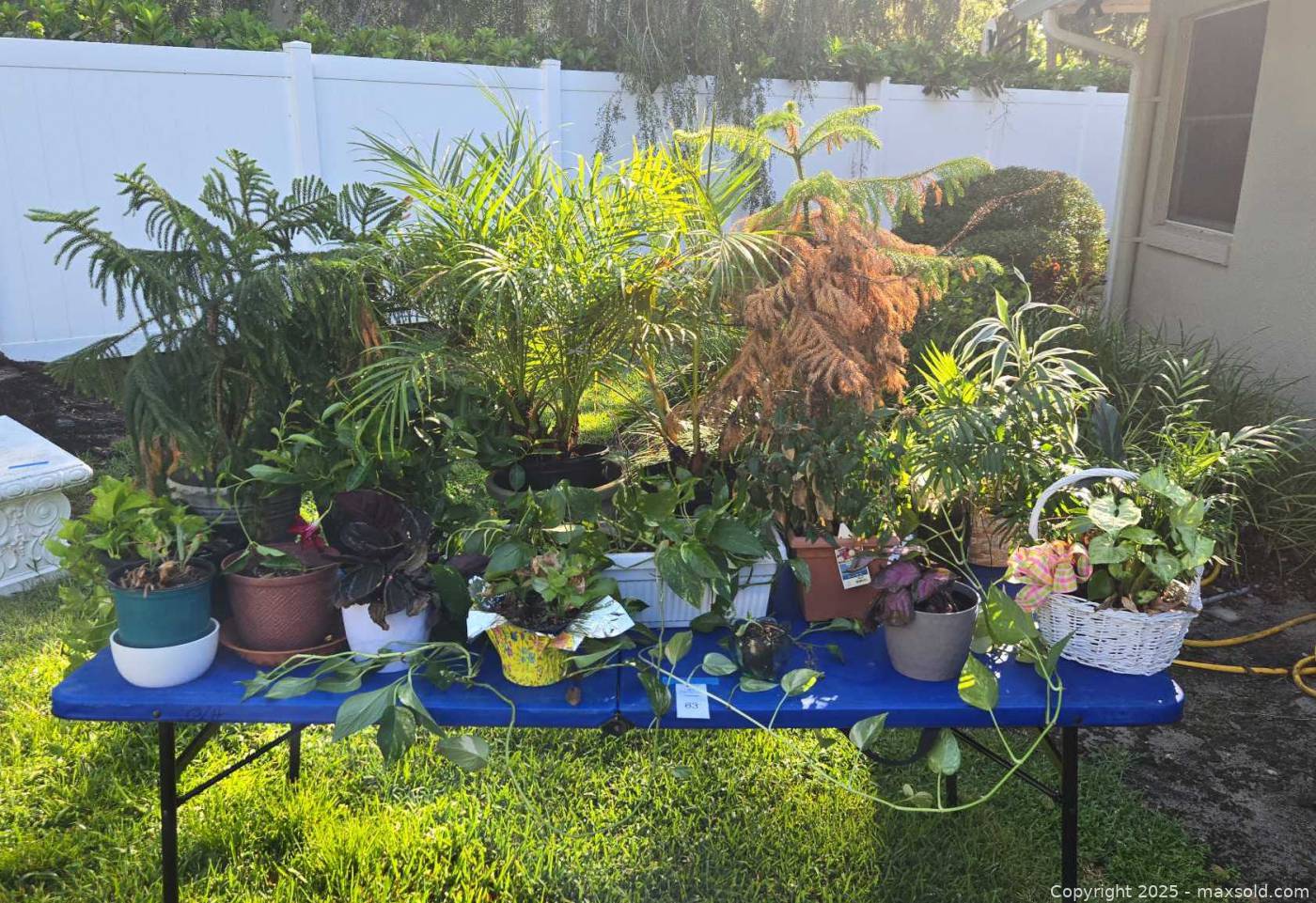 Assorted Houseplants. B | Lakeland (Florida, USA) PARTNER MANAGED ...