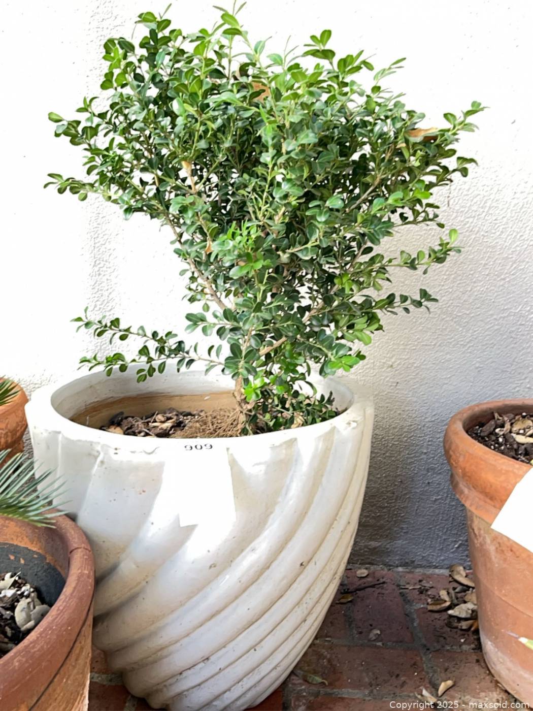 Outdoor Decorative Planter with Plant A | Los Angeles (California, USA ...