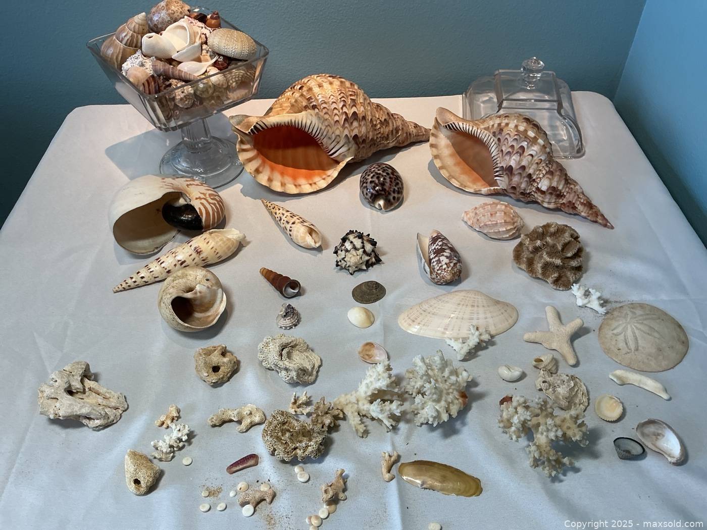 Shells! | Port Townsend (Washington, USA) PARTNER MANAGED Estate Sale ...
