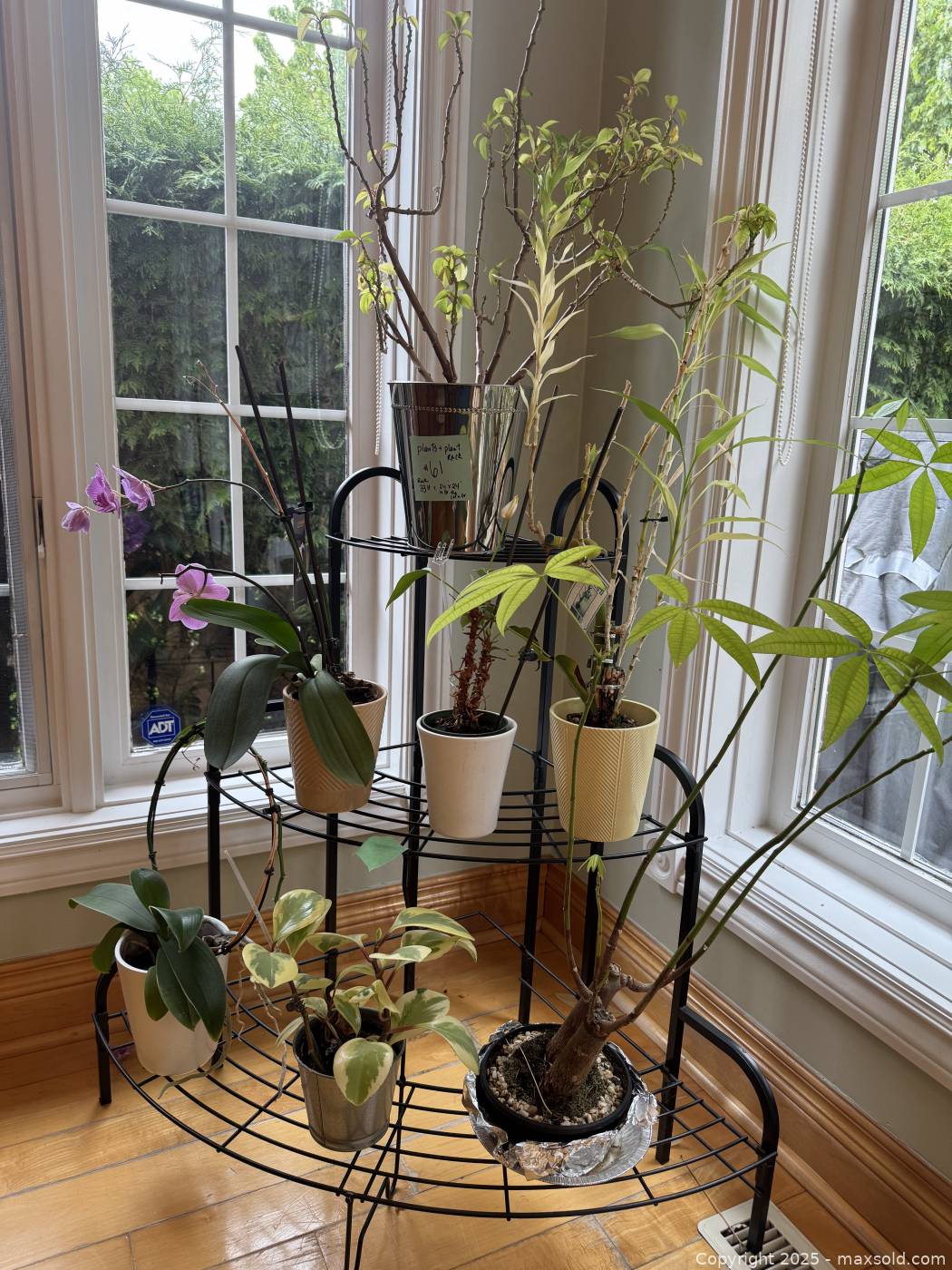 Indoor Plant Rack + Assorted Live Plants: Orchids, Ficus & More ...