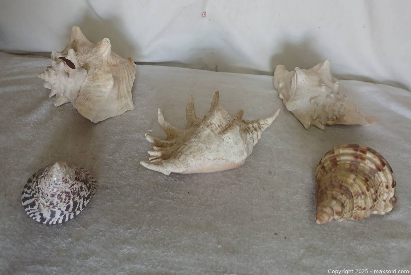 Horned King Helmet Conch Shells | Sun City (Arizona, USA) SELLER ...